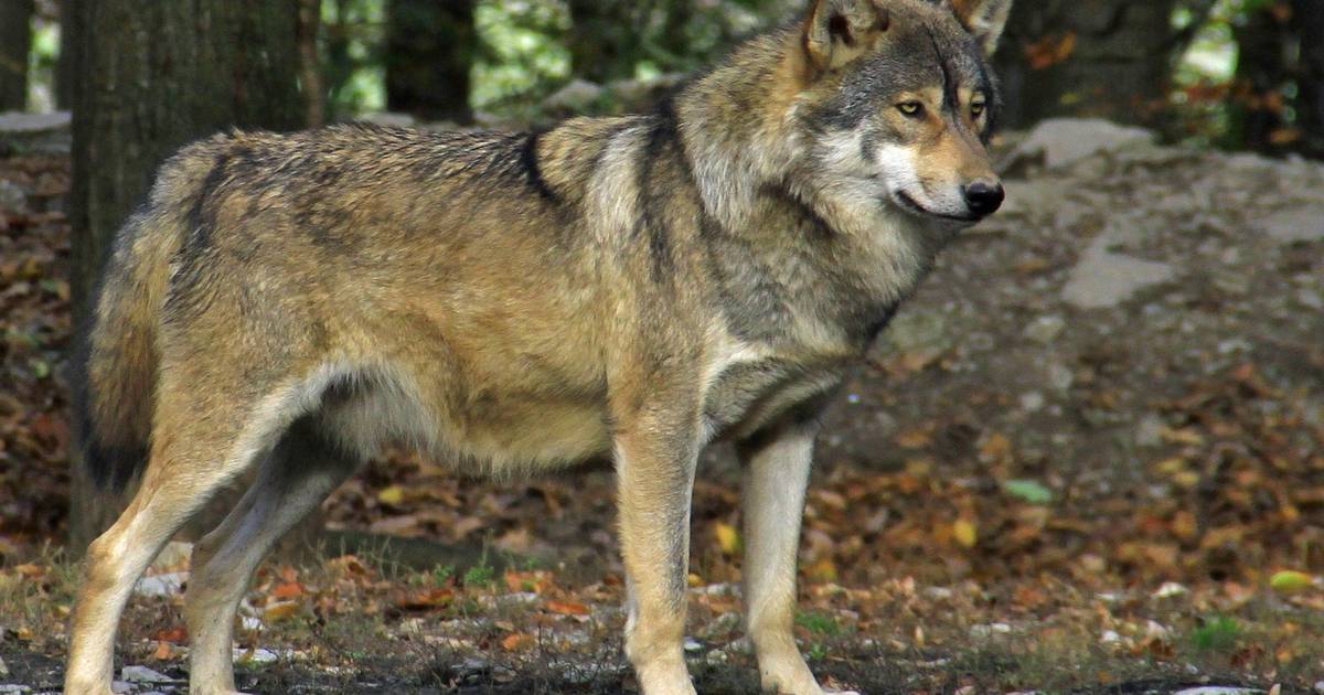 Das wilde Tier könnte auch im Rhein-Kreis Neuss gelandet sein